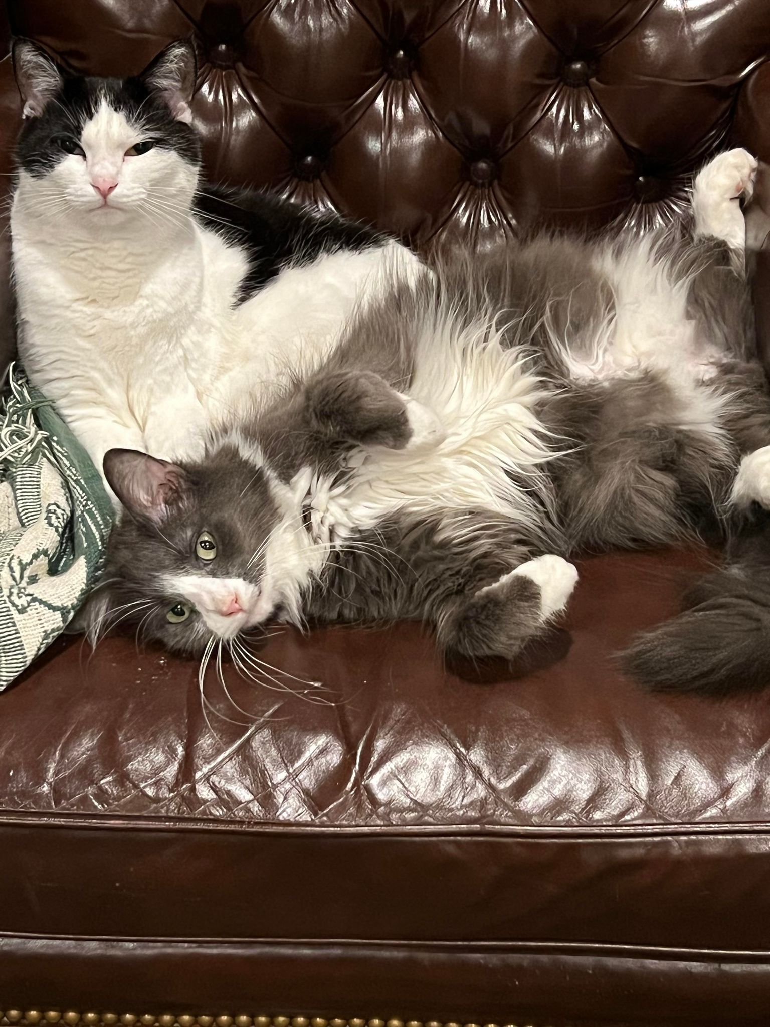 Cats for Adoption in Boston, Massachusetts | Alpha Paw