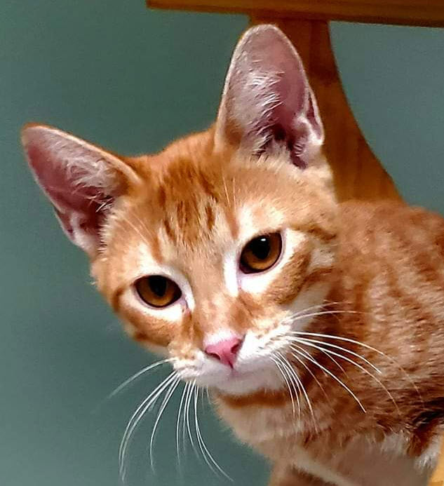 Cats for Adoption in Everett, Massachusetts | Alpha Paw