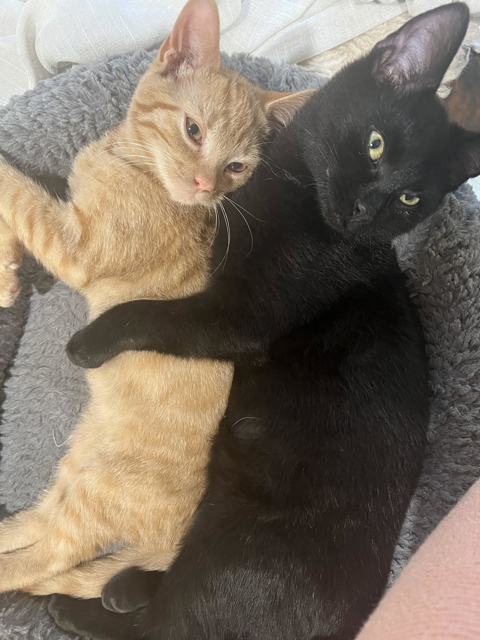 Cats for Adoption in Mansfield, Massachusetts | Alpha Paw