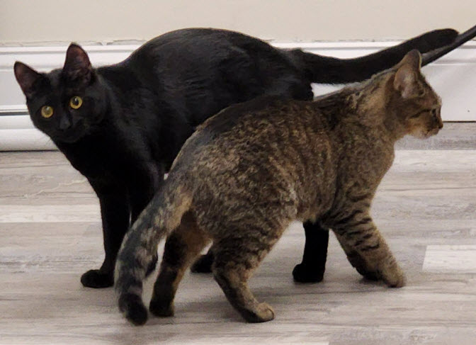 Cats for Adoption in Monson Center, Massachusetts | Alpha Paw