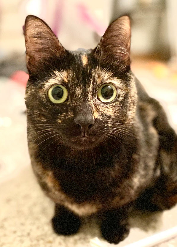 Cats for Adoption in Cohasset, Massachusetts | Alpha Paw
