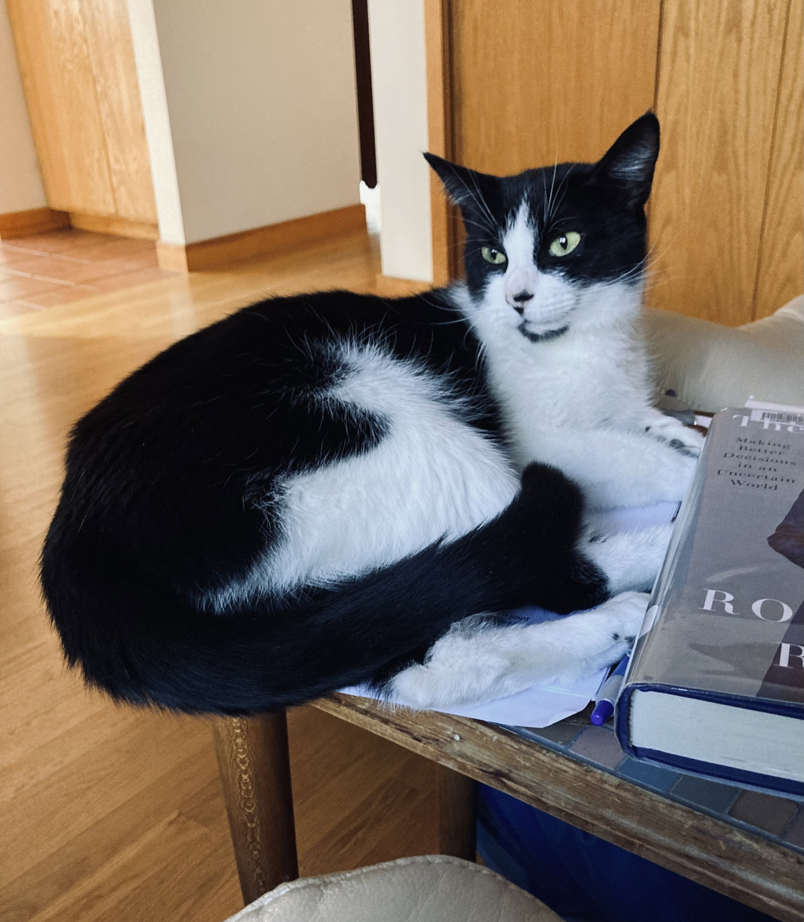 Cats for Adoption in Sturbridge, Massachusetts | Alpha Paw