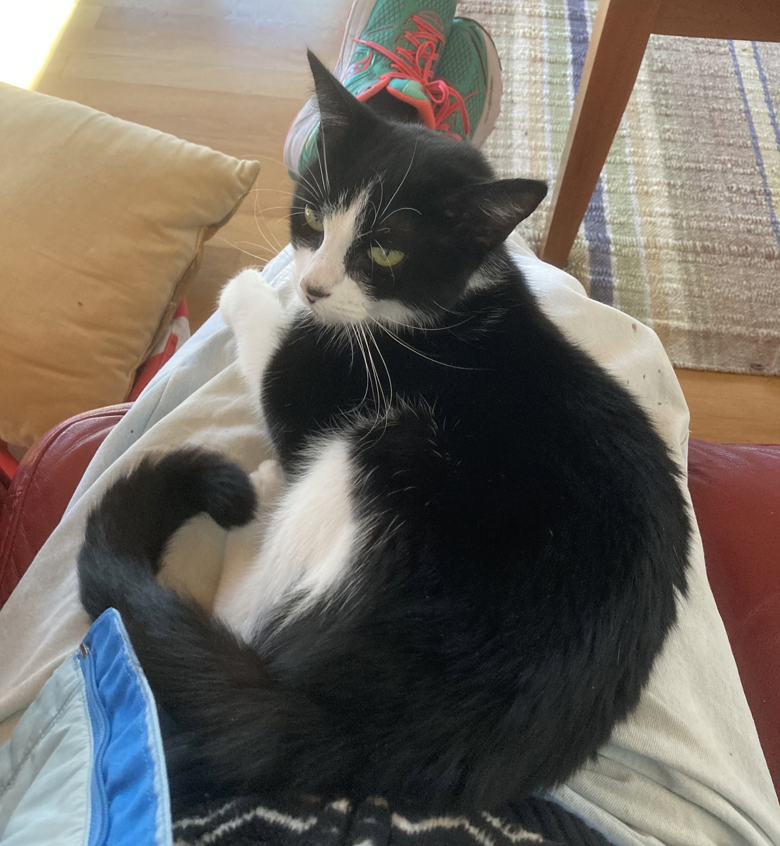 Cats for Adoption in Sturbridge, Massachusetts | Alpha Paw