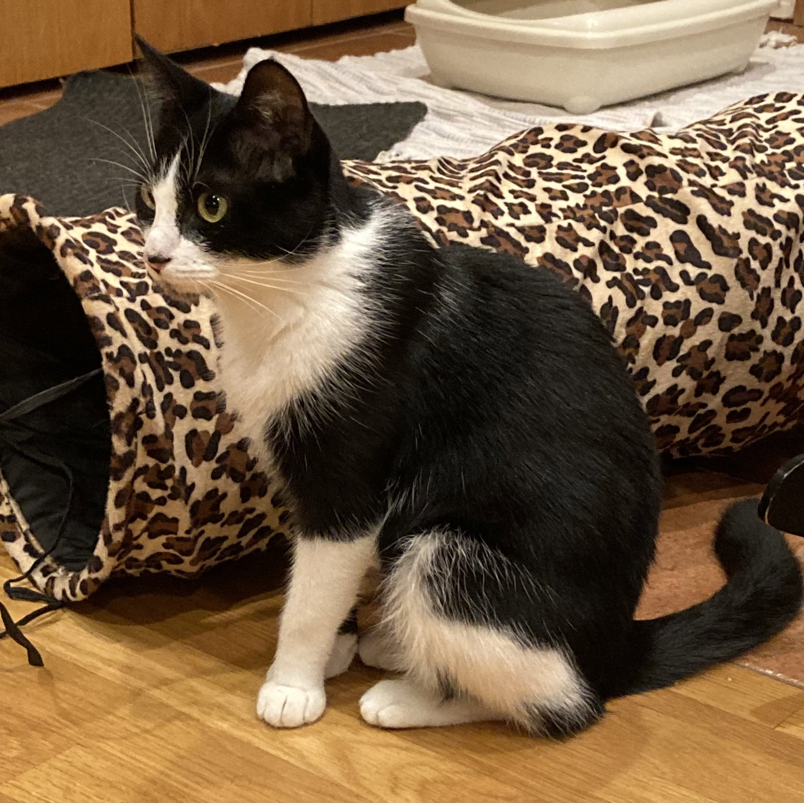 Cats for Adoption in Sturbridge, Massachusetts | Alpha Paw