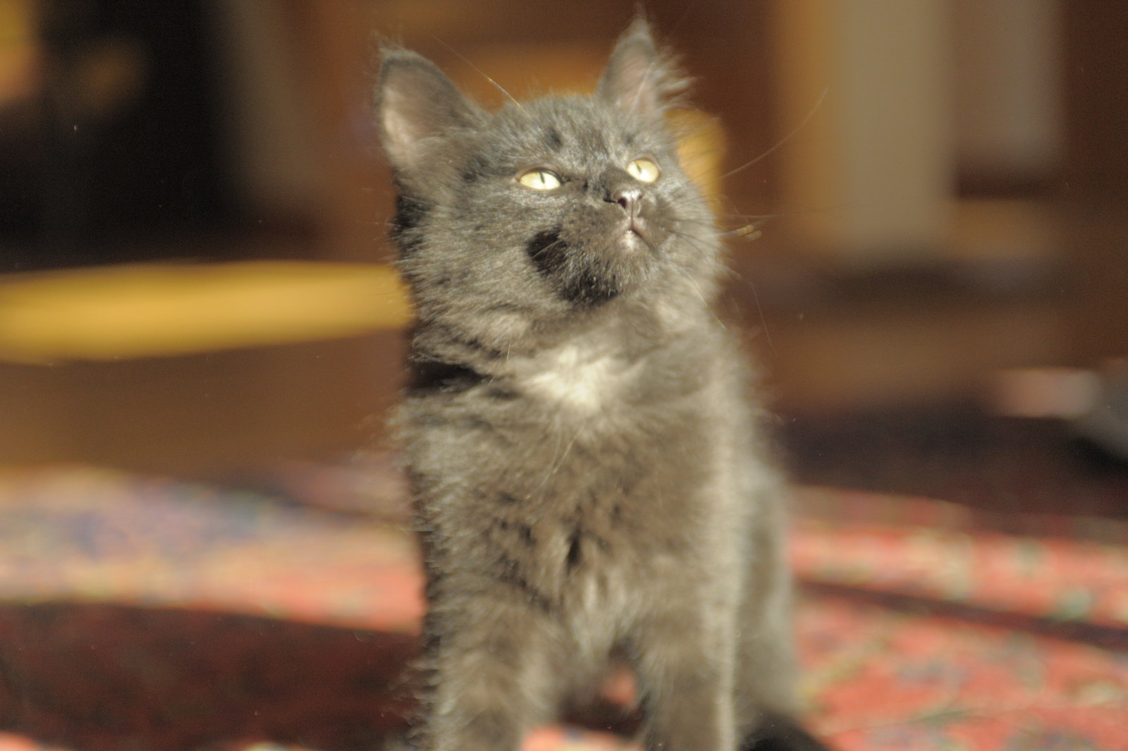 Cats for Adoption in Lawrence, Massachusetts | Alpha Paw