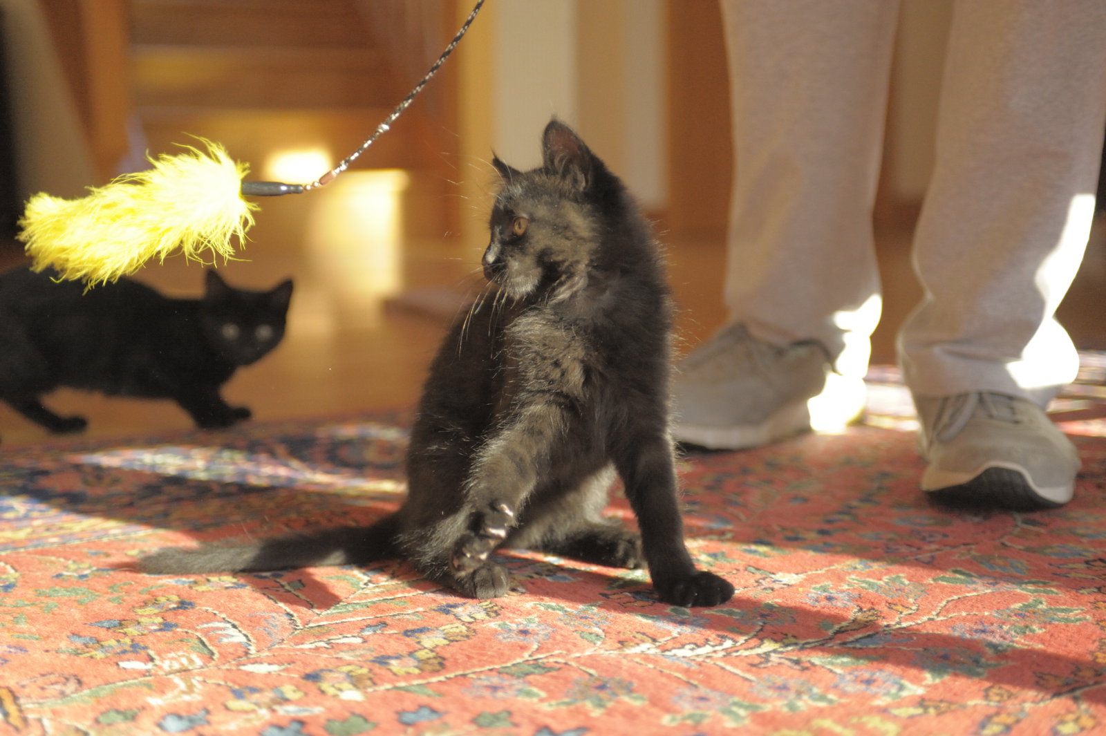 Cats for Adoption in Marshfield, Massachusetts | Alpha Paw