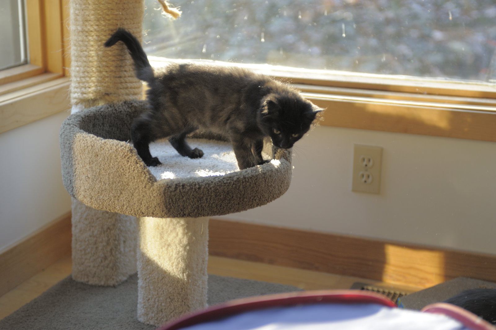 Cats for Adoption in Marshfield, Massachusetts | Alpha Paw