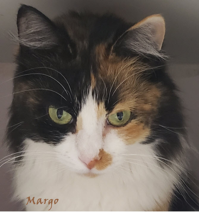 Cats for Adoption in Somerville, Massachusetts | Alpha Paw