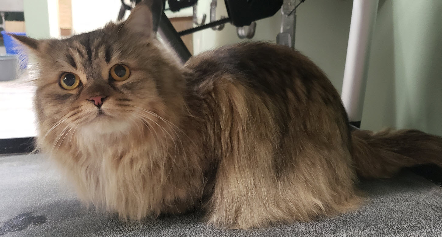 Cats for Adoption in North Reading, Massachusetts | Alpha Paw