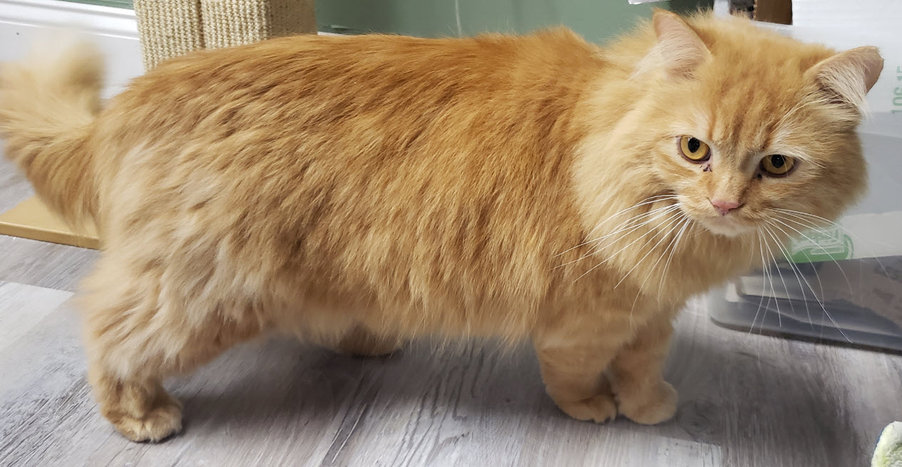 Cats for Adoption in Sudbury, Massachusetts | Alpha Paw