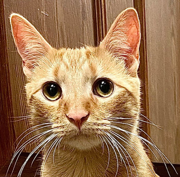 Cats for Adoption in Whitman, Massachusetts | Alpha Paw
