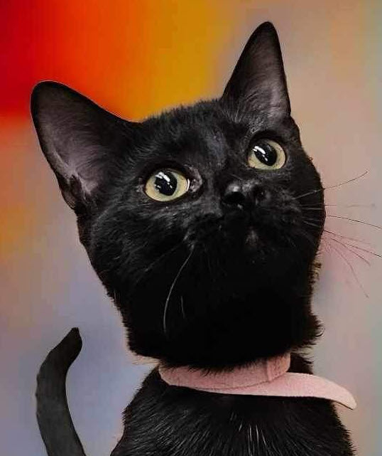 Cats for Adoption in Middleton, Massachusetts | Alpha Paw