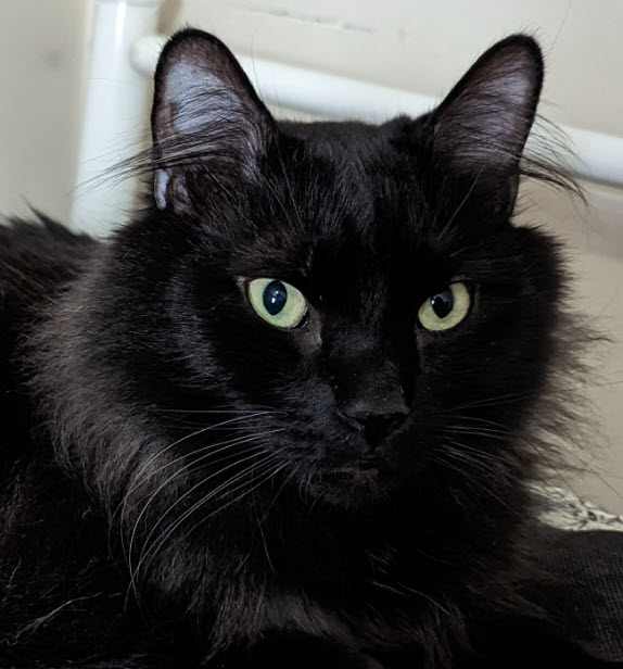 Cats for Adoption in Worcester, Massachusetts | Alpha Paw