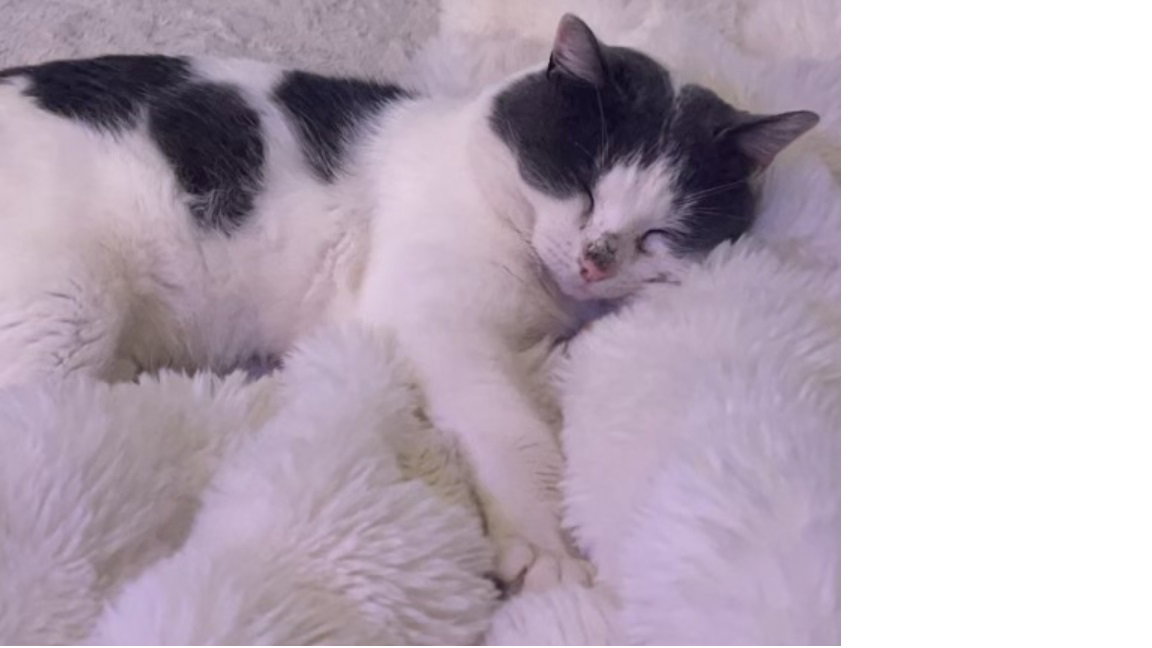 Cats for Adoption in Seekonk, Massachusetts | Alpha Paw