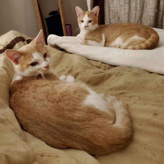 Cats for Adoption in Everett, Massachusetts | Alpha Paw
