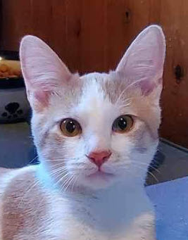 Cats for Adoption in Swansea, Massachusetts | Alpha Paw