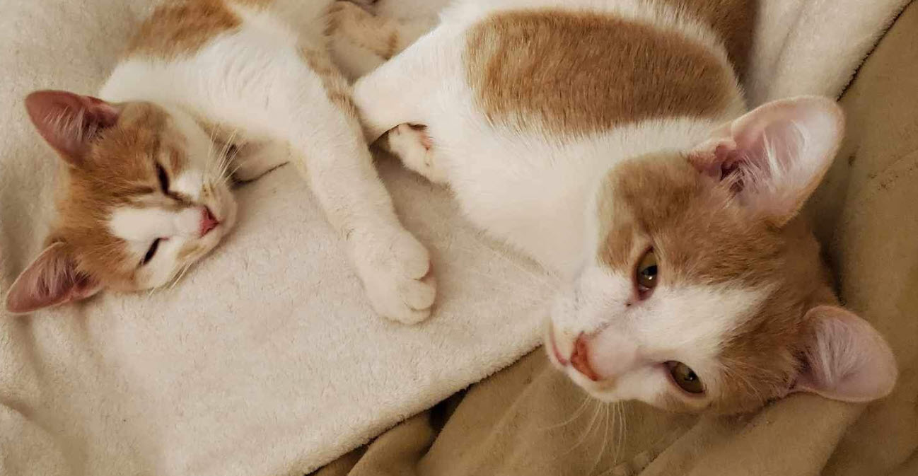 Cats for Adoption in Bridgewater, Massachusetts | Alpha Paw