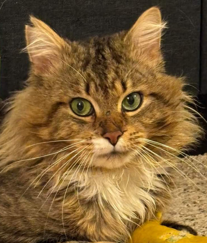 Cats for Adoption in Waltham, Massachusetts | Alpha Paw