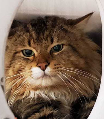 Cats for Adoption in Waltham, Massachusetts | Alpha Paw
