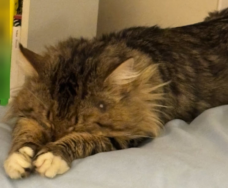 Cats for Adoption in Waltham, Massachusetts | Alpha Paw