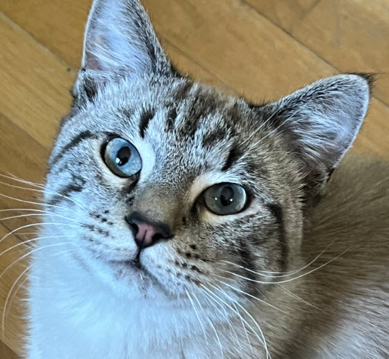 Cats for Adoption in Shrewsbury, Massachusetts | Alpha Paw