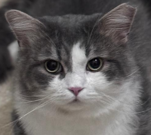 Cats for Adoption in Gardner, Massachusetts | Alpha Paw