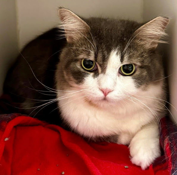 Cats for Adoption in North Lakeville, Massachusetts | Alpha Paw