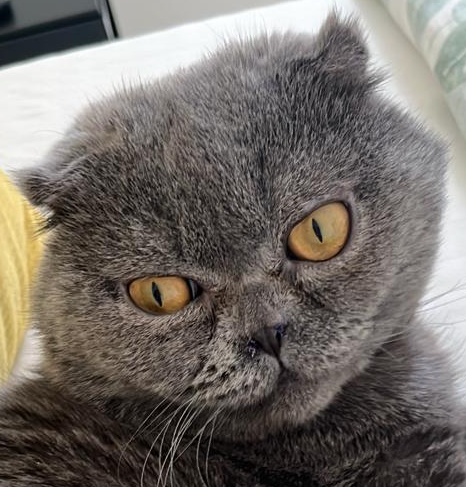 Cats for Adoption in Mansfield Center, Massachusetts | Alpha Paw
