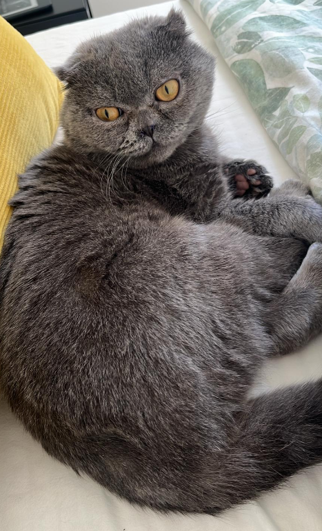 Cats for Adoption in Mansfield Center, Massachusetts | Alpha Paw
