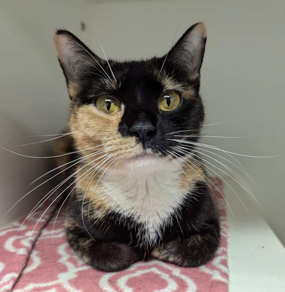 Cats for Adoption in Millbury, Massachusetts | Alpha Paw