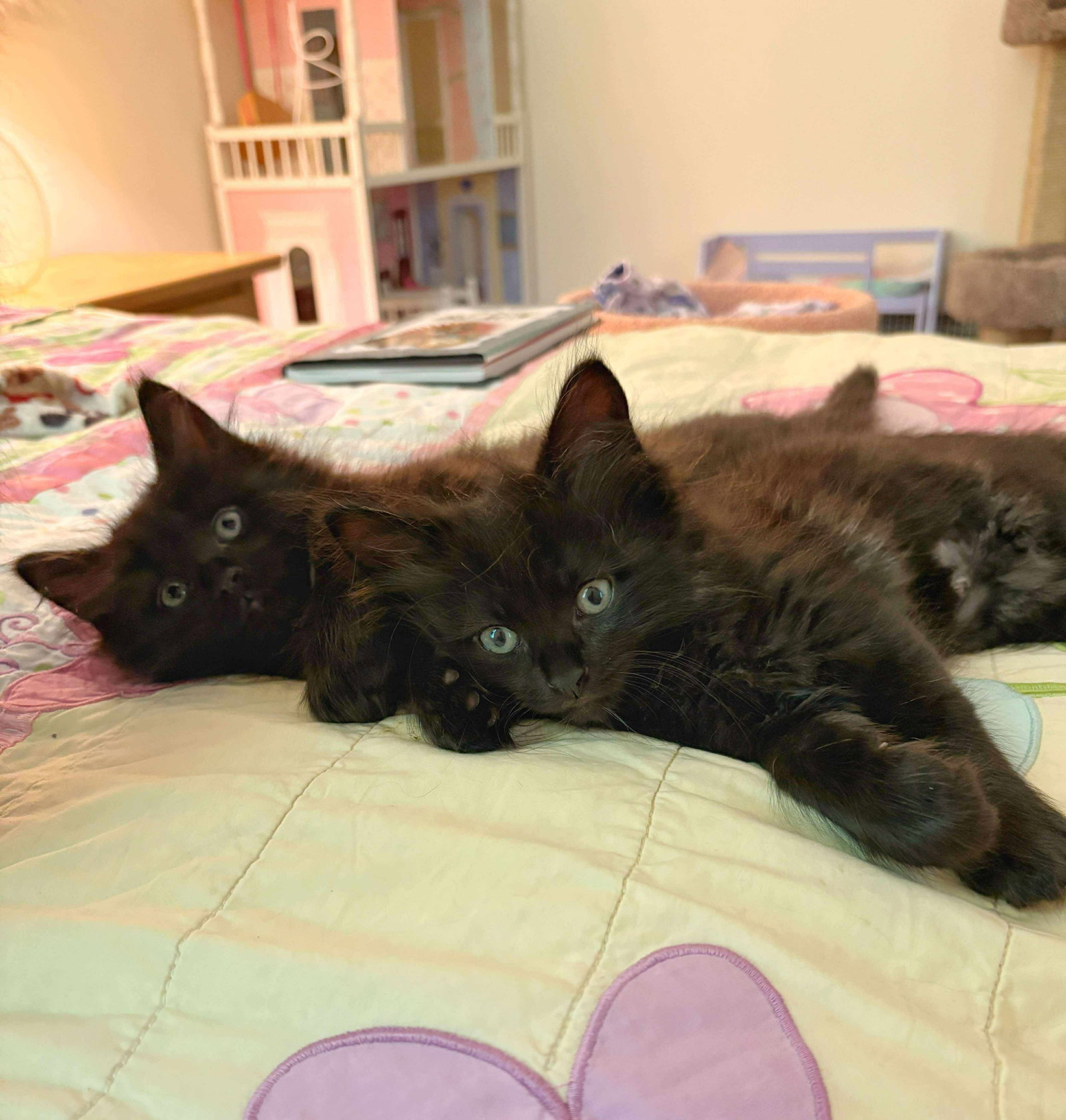 Cats for Adoption in Acton, Massachusetts | Alpha Paw