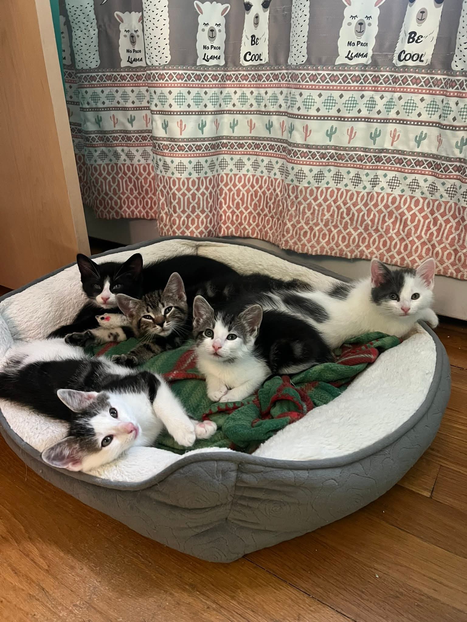Cats for Adoption in Weymouth, Massachusetts | Alpha Paw