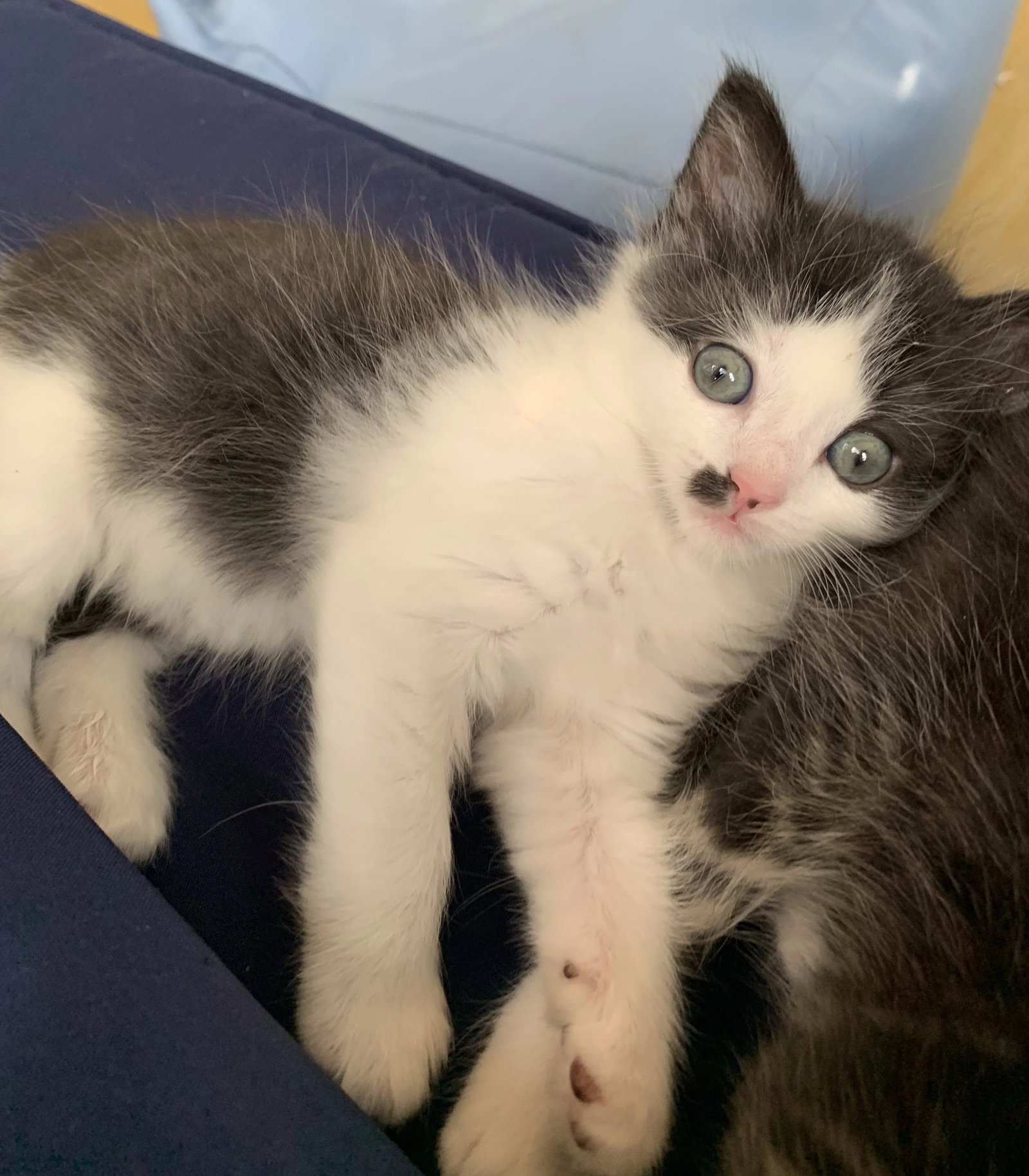 Cats for Adoption in Randolph, Massachusetts | Alpha Paw