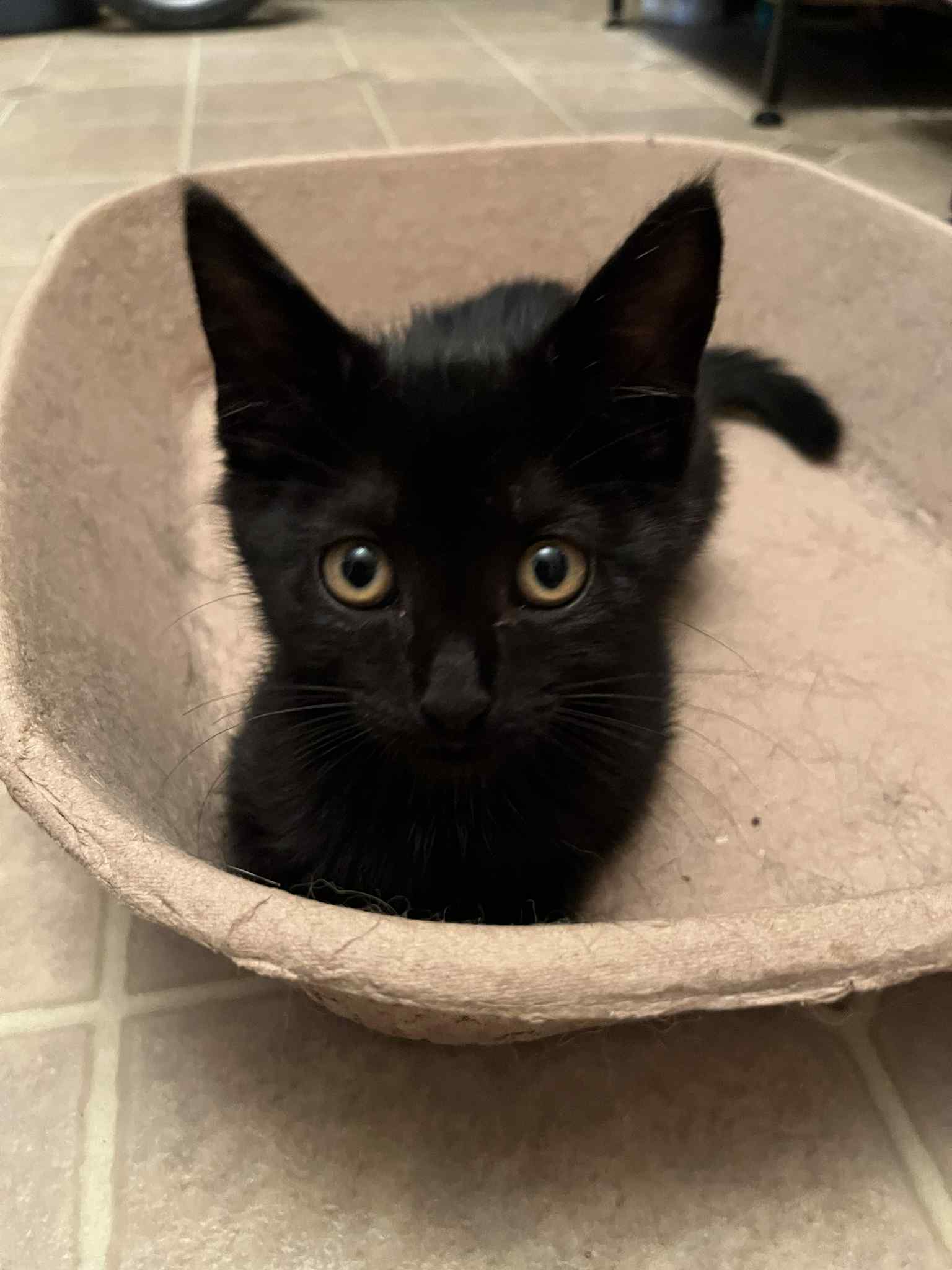 Cats for Adoption in East Bridgewater, Massachusetts | Alpha Paw