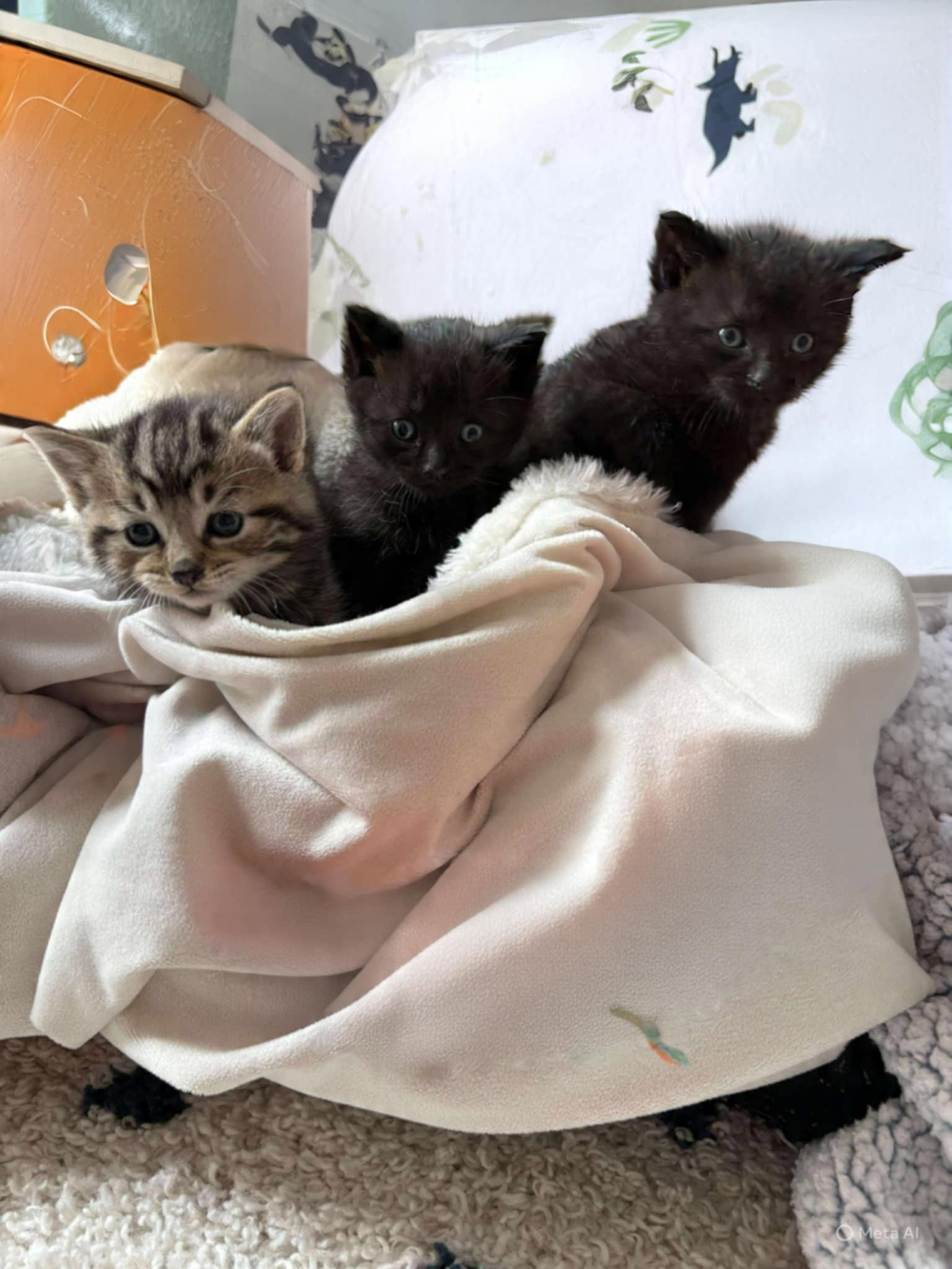 Cats for Adoption in East Bridgewater, Massachusetts | Alpha Paw