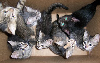 Kittens' Web Page