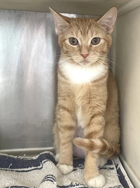 Cats for Adoption in Randolph County, Alabama | Alpha Paw