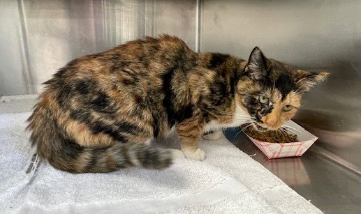 Cats for Adoption in Calhoun County, Alabama | Alpha Paw