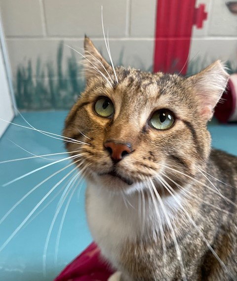 Cats for Adoption in Floyd County, Georgia | Alpha Paw
