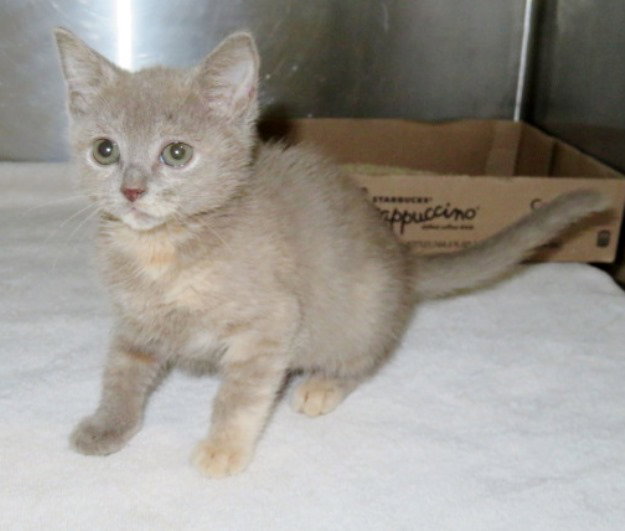 Cats for Adoption in Calhoun County, Alabama | Alpha Paw