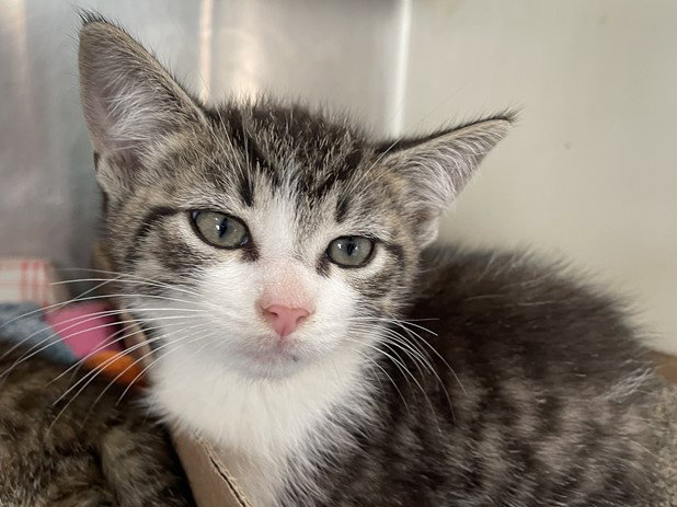 Cats for Adoption in Alexandria, Alabama | Alpha Paw