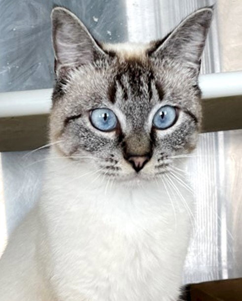 Cats for Adoption in Cleburne County, Alabama | Alpha Paw