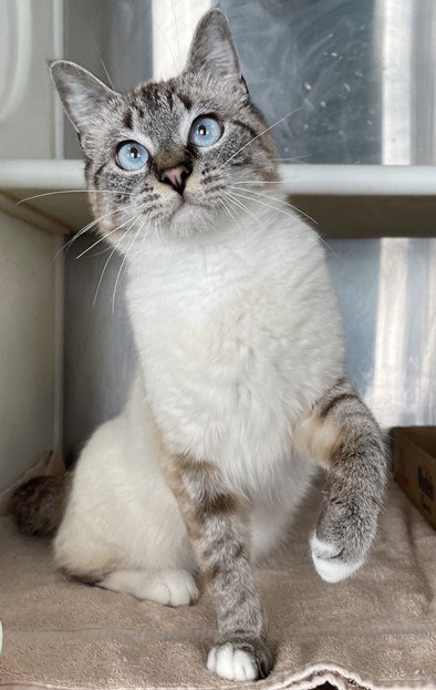 Cats for Adoption in Cleburne County, Alabama | Alpha Paw
