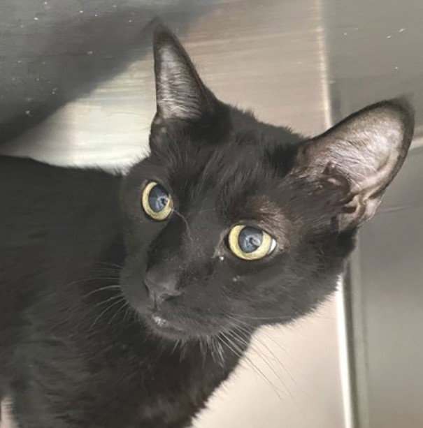 Cats for Adoption in Calhoun County, Alabama | Alpha Paw