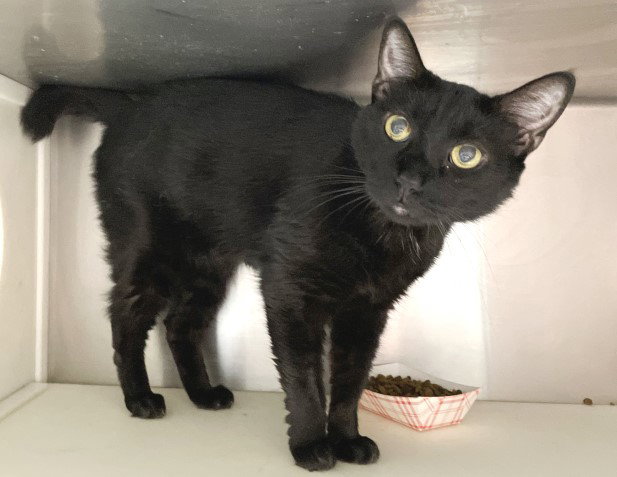 Cats for Adoption in Calhoun County, Alabama | Alpha Paw