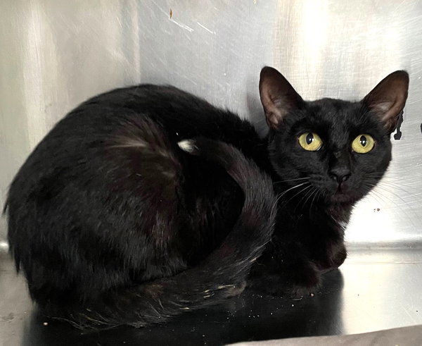 Carroll County Animal Shelter in Carrollton, GA