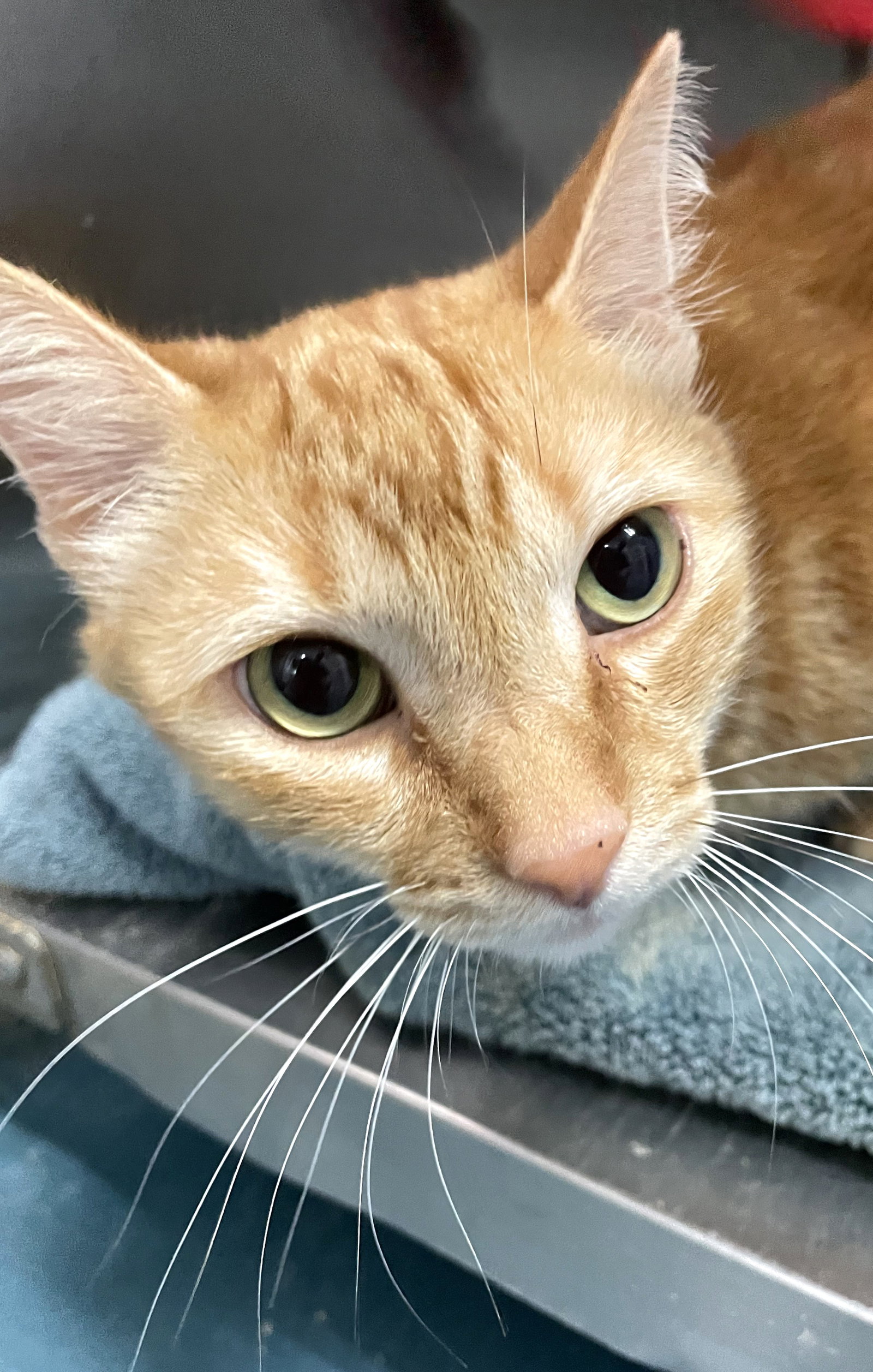 Cats for Adoption in Atlanta, Georgia | Alpha Paw