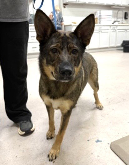 Carroll County Animal Shelter in Carrollton, GA