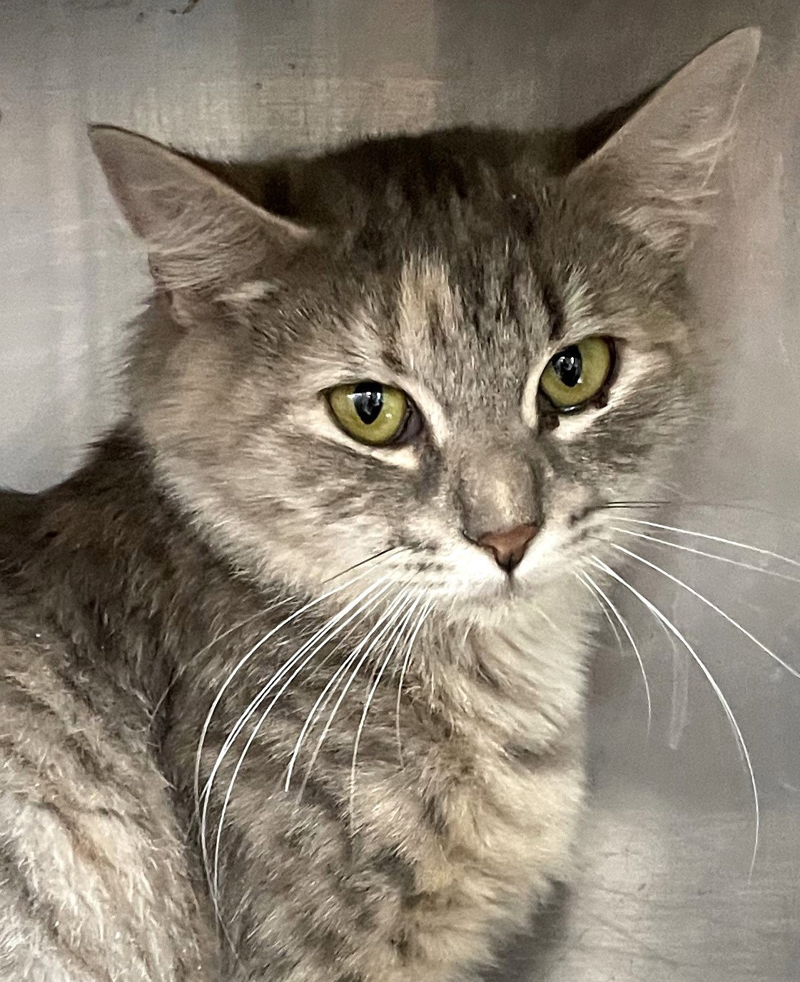 Cats for Adoption in Bremen, Georgia | Alpha Paw