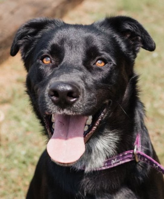 Dog for Adoption - Ferro, a Labrador Retriever in Atlanta, GA | Alpha Paw